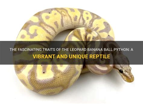 The Fascinating Traits Of The Leopard Banana Ball Python A Vibrant And