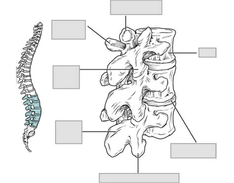 Vertebrae Structure Lumbar Quiz