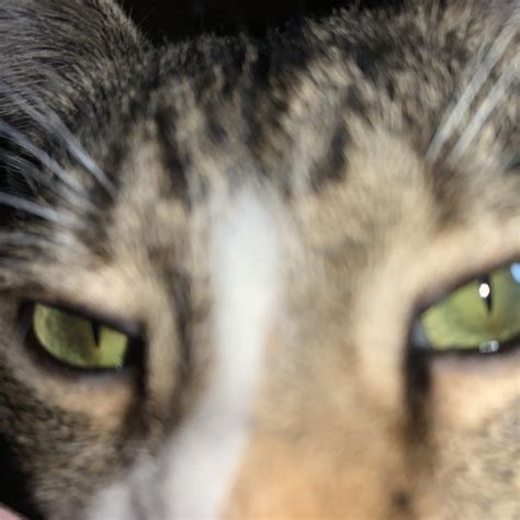 She Got W Rizz Rcat