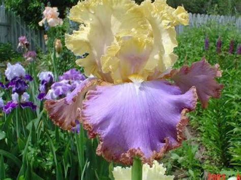 Iris Types Et Leurs Descriptions Reproduction De Fleurs Et Photos D Iris