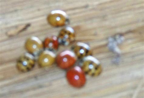 Why Do Ladybugs Stink The Reason Behind Their Unpleasant Odor Whats