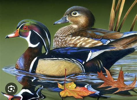 Pin By Petr Švejk On Ptáci Wood Ducks Duck Art Poster Prints