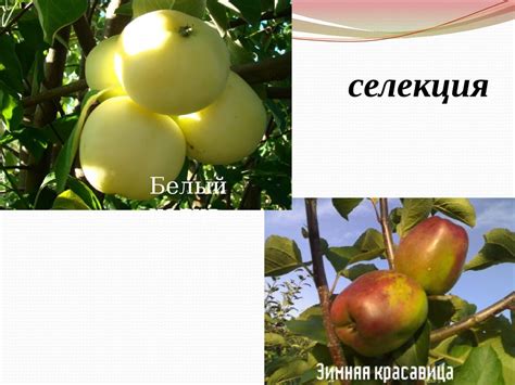 Многообразие и происхождение культурных растений - online presentation