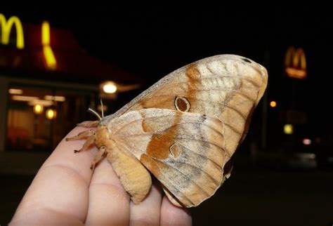 Polyphemus Moth Ohio Birds And Biodiversity Ohio Birds Moth Birds