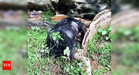 Sloth Bear Male Sloth Bear Found Dead Coimbatore News Times Of India