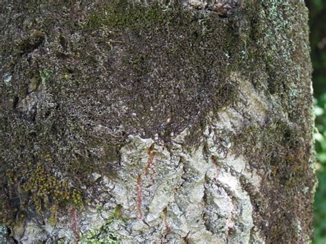 Aspen How To Grow Trees