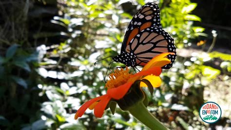 Mariposa Monarca Jarabacoa República Dominicana 4k Youtube