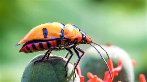 Heres What Really Works To Get Rid Of Harlequin Bugs