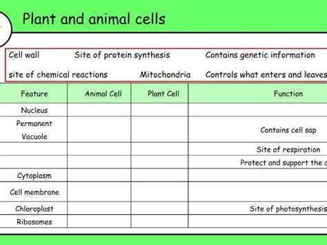 Ks3 Types Of Cell Teaching Resources