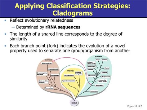 Ppt Chapter 10 Methods For Classifying And Identifying
