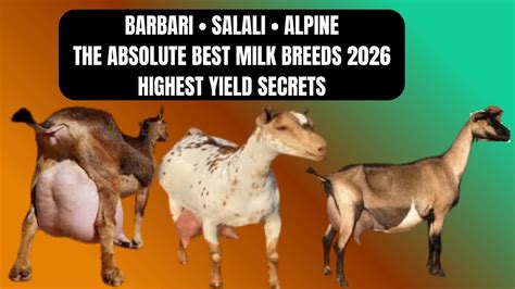 Barbari Salali And Alpine Goats The Absolute Top Breeds For Goat