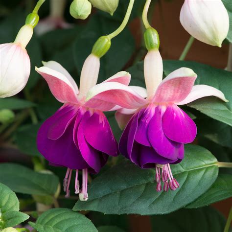 Shop Fuchsia Eva Boerg Trailing J Parker S