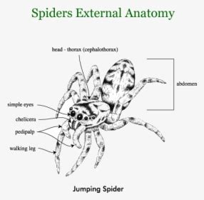 Spiders Jumping Spider External Anatomy Hd Png Download Kindpng