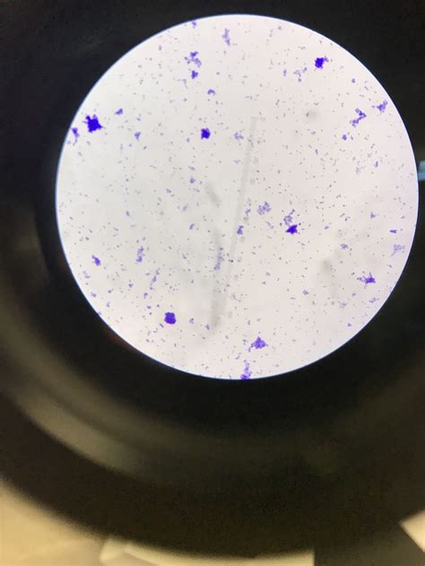 Gram Positive Coccus