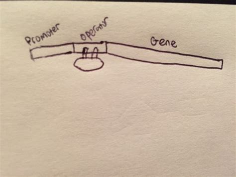 regulating gene expression and enzyme flashcards flashcards quizlet