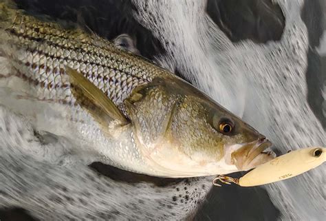 Runnin’ Rhody: Peanut Bunker Invasion - The Fisherman
