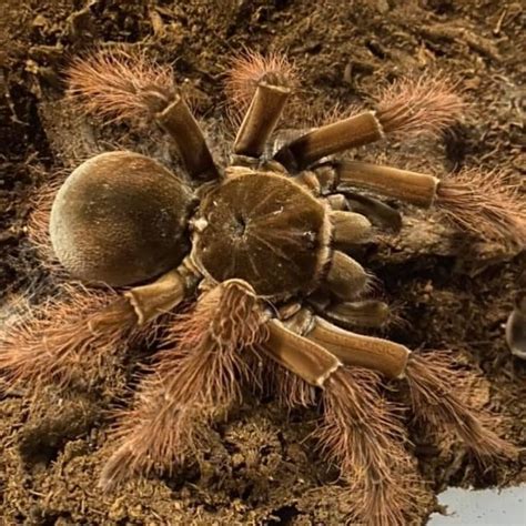 Theraphosa Blondi Goliath Birdeater Spider Shoppe
