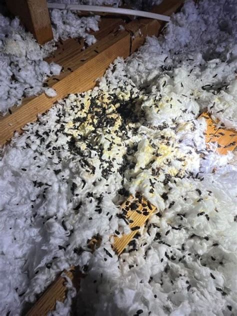 Bat Bug Identification And Treatment Catseye Pest Control Bat Bug Identification And Treatment Catseye Pest Control