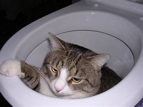 Ihaveihaveihavewunkus