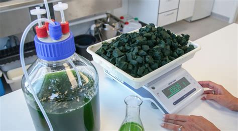 Project Fields Of Microalgae To Create Future Sustainable Protein Danish Technological Institute