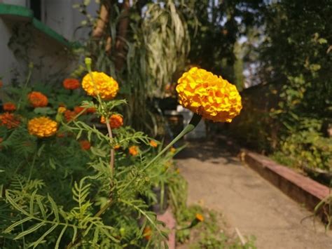 How To Get Pixel 2 AI Based Portrait Mode On Any Android Device HiTricks