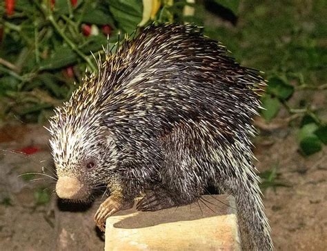 Brazilian Porcupine Scientific Name