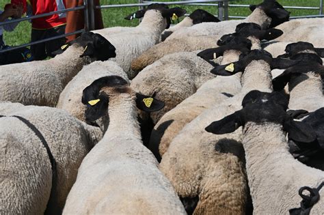 Мах ноосны чиглэлийн суффолк үүлдрийн хонины аж ахуйг танилцуулав ТАС МН