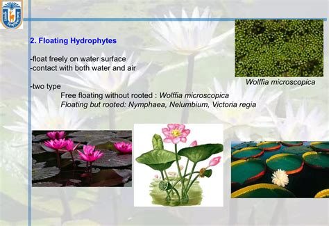Lecture 1 Definition Classification Of Marine Hydrophytes Pptx