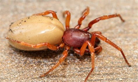 Reddish Looking Spider Guide Identification Venom And Safety