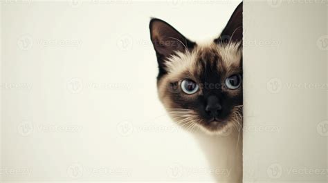 Cat Peeking Around Corner Printable