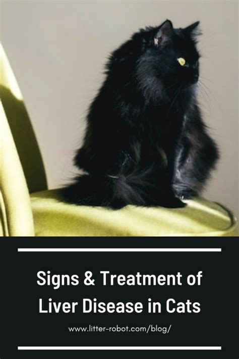 Signs And Treatment Of Liver Disease In Cats Litter Robot