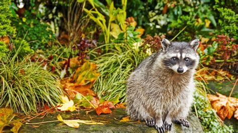 Download Wallpaper 1920x1080 Raccoon Grass Autumn Sit Full Hd Hdtv