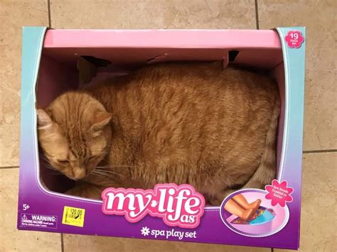 This Is My Life Meow R Tightpussy