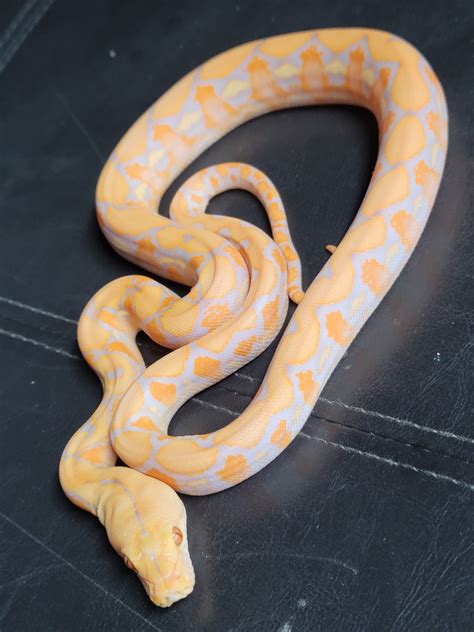 Lavender Albino Reticulated Python By Reptilian Exotics Morphmarket