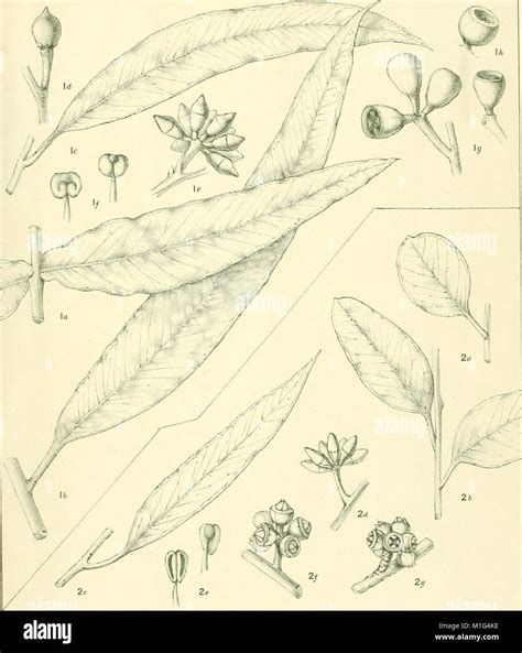 A Critical Revision Of The Genus Eucalyptus 1903 20524104840 Stock