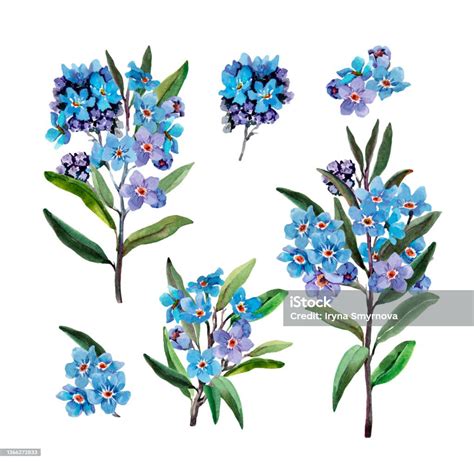 개별 요소의 집합에 야생 꽃다발 잎이 있는 파란 꽃가꾸기 나뭇가지 클립 아트 흰색 배경에 손으로 그린 수채화 0명에 대한 스톡 벡터 아트 및 기타 이미지 Istock