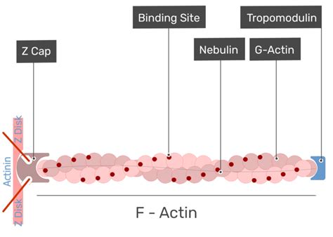 Actin Definition Anatomy