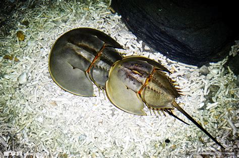 中华鲎摄影图海洋生物生物世界摄影图库昵图网
