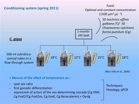 Factors Involved In Sex Determination Early Sex Differentiation Ppt Download