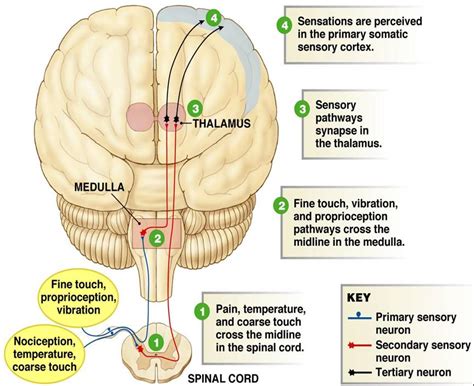 Filesensory System Physiopedia