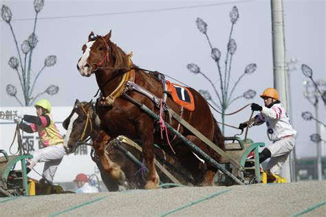 Banei Tokachi Horse Racing Private Tour Slow Travel Hokkaido