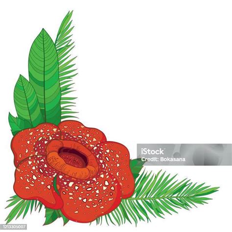 윤곽 열대 빨간 Rafflesia 아놀디 또는 시체 백합 꽃과 흰색 배경에 고립 된 녹색 야자수 잎의 벡터 코너 꽃다발 0명에 대한 스톡 벡터 아트 및 기타 이미지 Istock