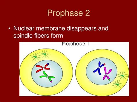 Meiosis And Sexual Reproduction Notes Ppt Download