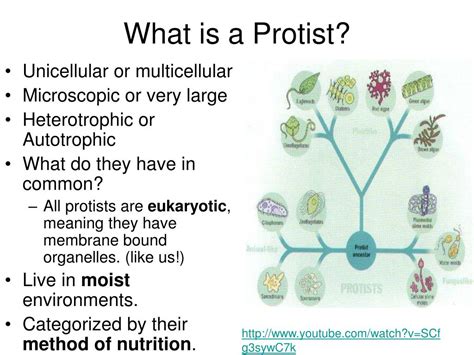 Ppt What Is A Protist Powerpoint Presentation Free Download Id