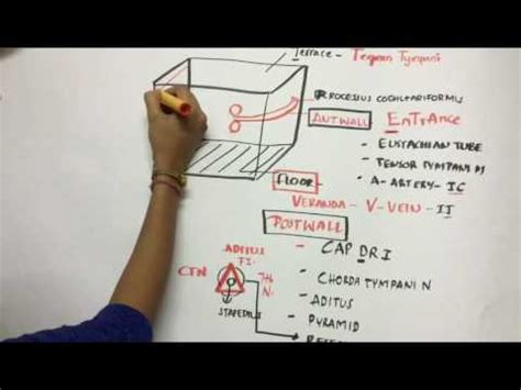 Middle Ear Boundaries Simplified With Mnemonics YouTube