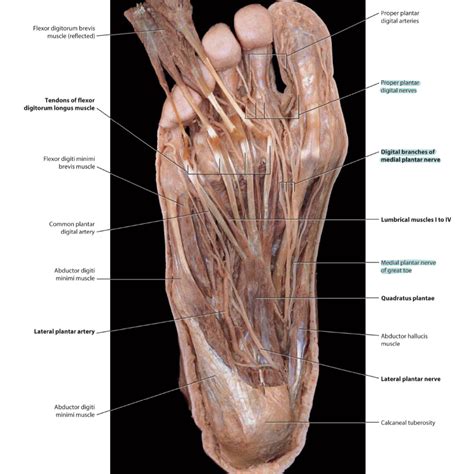 Medial Plantar Nerve