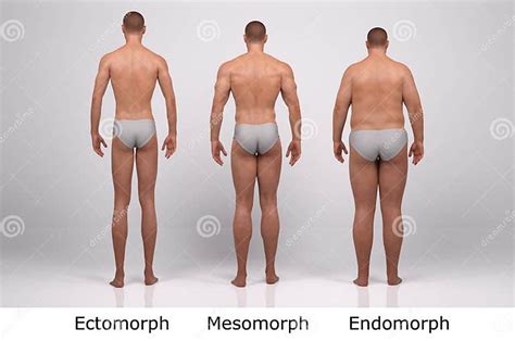 3d Render The Portrait Of Male Body Type Ectomorph Mesomorph