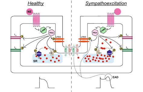 Schematic Representation Of The Electrical Effects Of Sympathetic