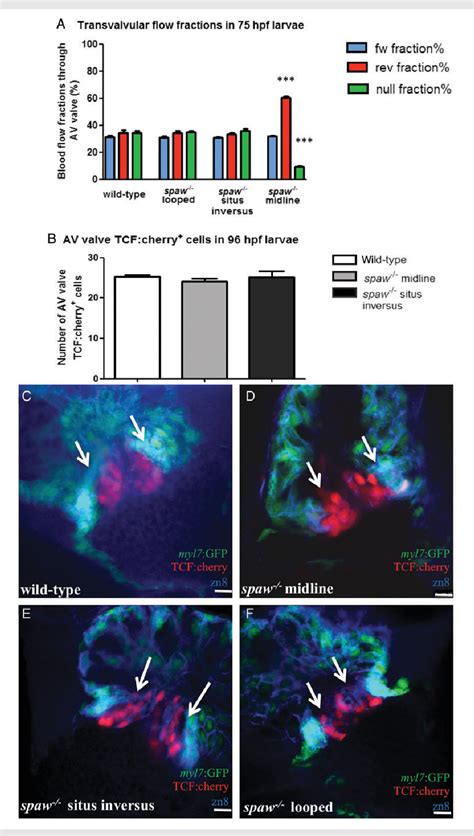 Figure 5 From Intracardiac Flow Dynamics Regulate Atrioventricular