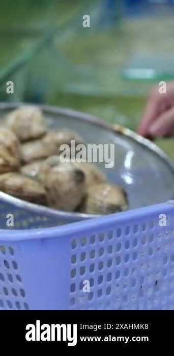 Bivalves Bivalve Stock Videos And Footage Hd And 4k Video Clips Alamy